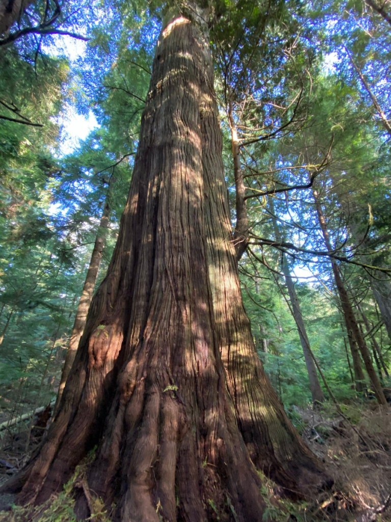 Largest Douglas Fir and Western Red Cedar supplier in Ohio | Welco Lumber